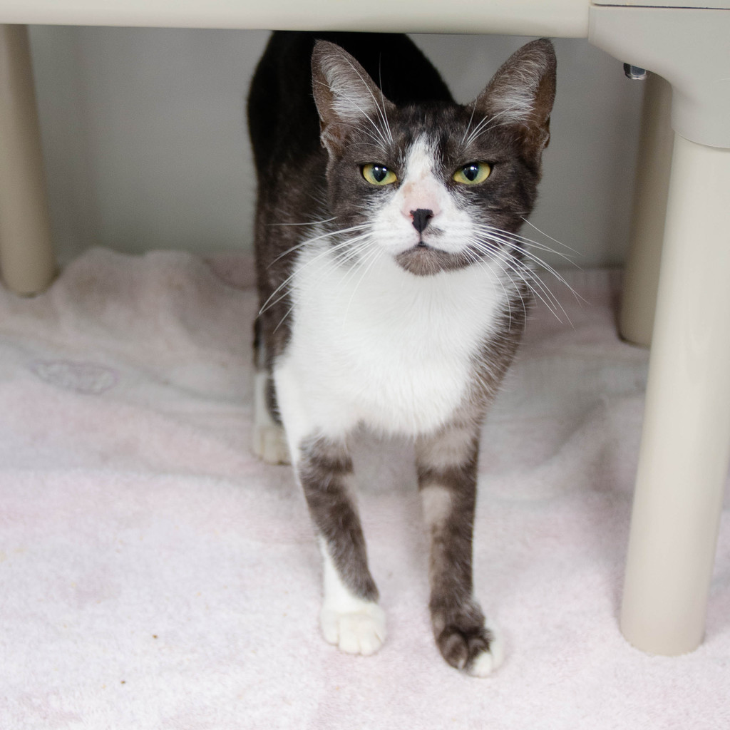 Pets of the Week – August 26, 2019 (Layla and Adaline) – The Humane ...