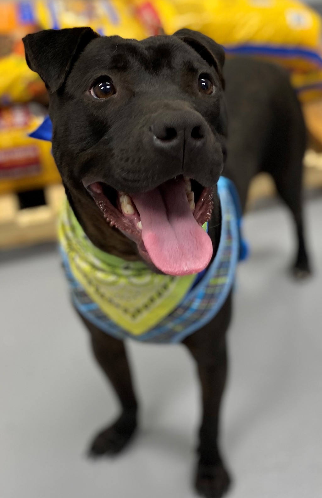 Pets of the Week – April 27, 2020 (Dasher and Natasha) – The Humane ...