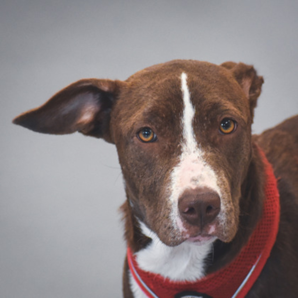 Pets of the Week – Week of August 26, 2024 (Ella and Tinkerbell) – The ...